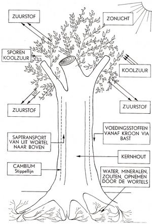 Hout algemeen: Bouwkundig detailleren - details bouwkunde.